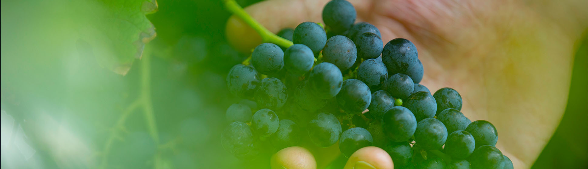 Nos Producteurs | E-Shop | BERNARD-MASSARD